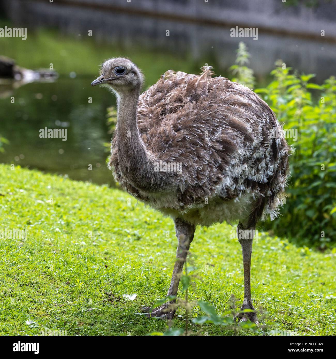 Darwin's rhea, Rhea pennata also known as the lesser rhea. It is a ...
