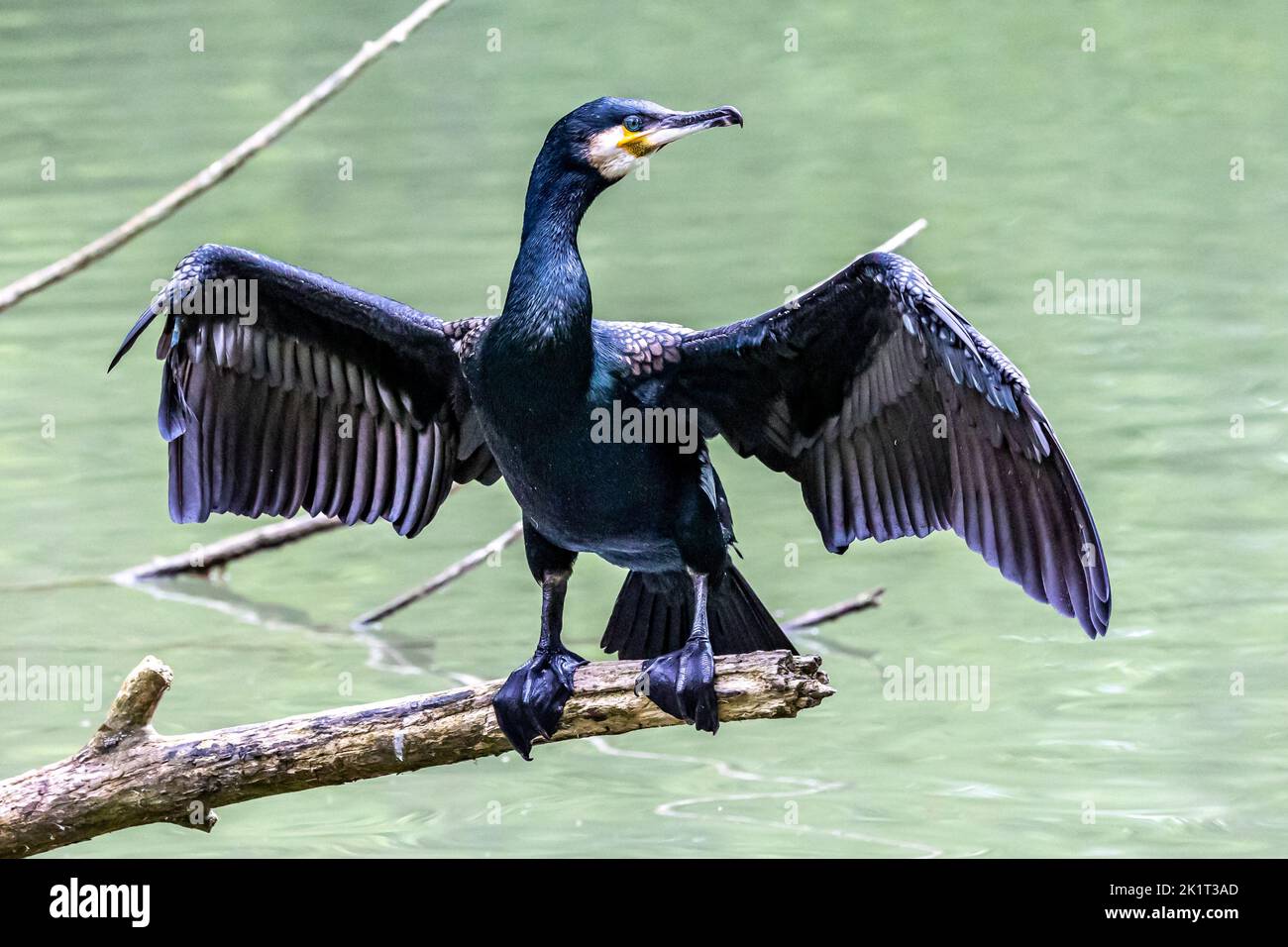 The great cormorant, Phalacrocorax carbo known as the great black ...