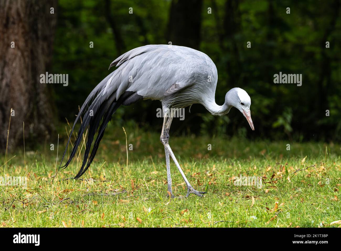 The Blue Crane, Grus paradisea, is an endangered bird specie endemic to ...