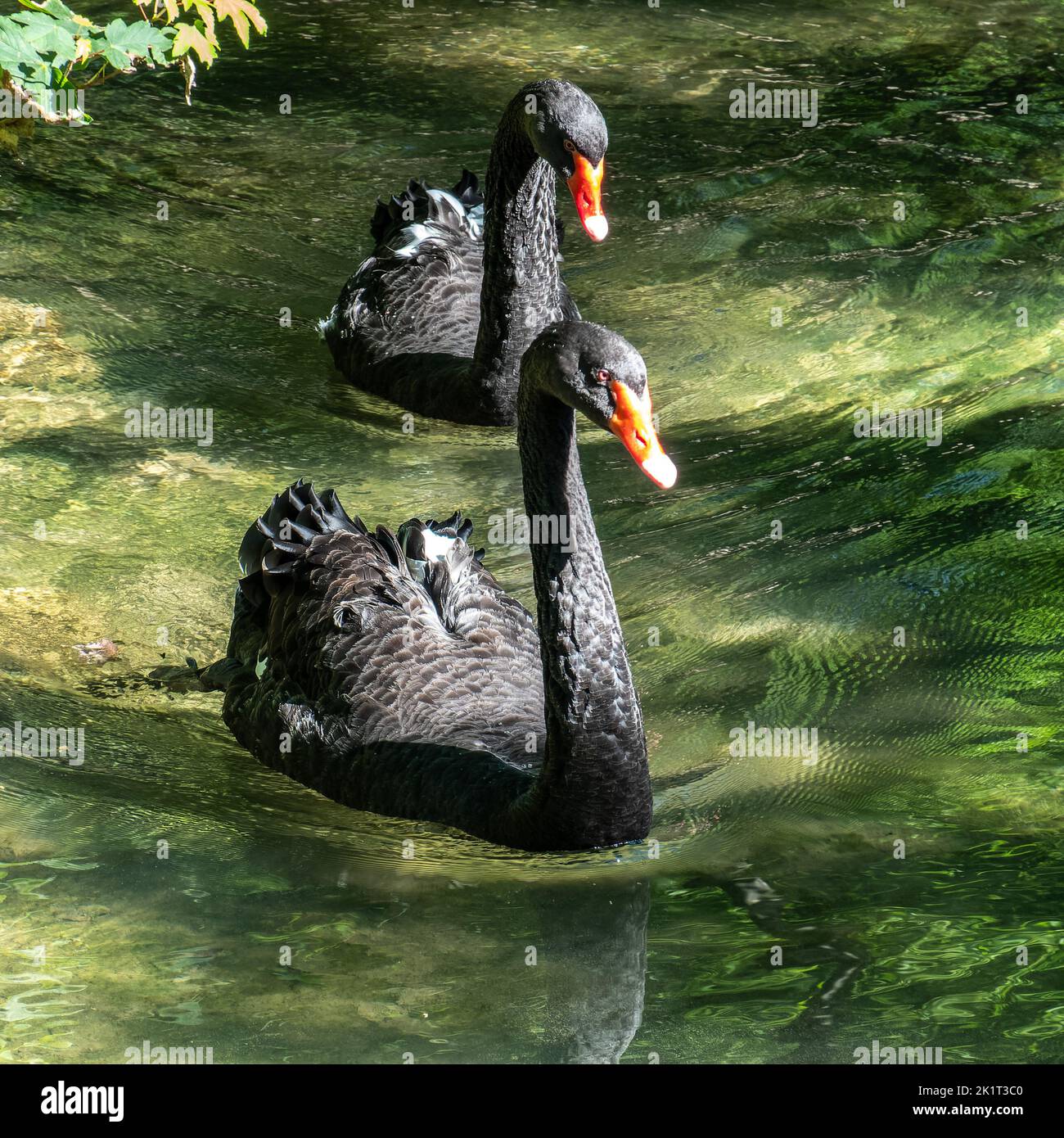 The Black Swan, Cygnus atratus is a large waterbird, a species of swan ...