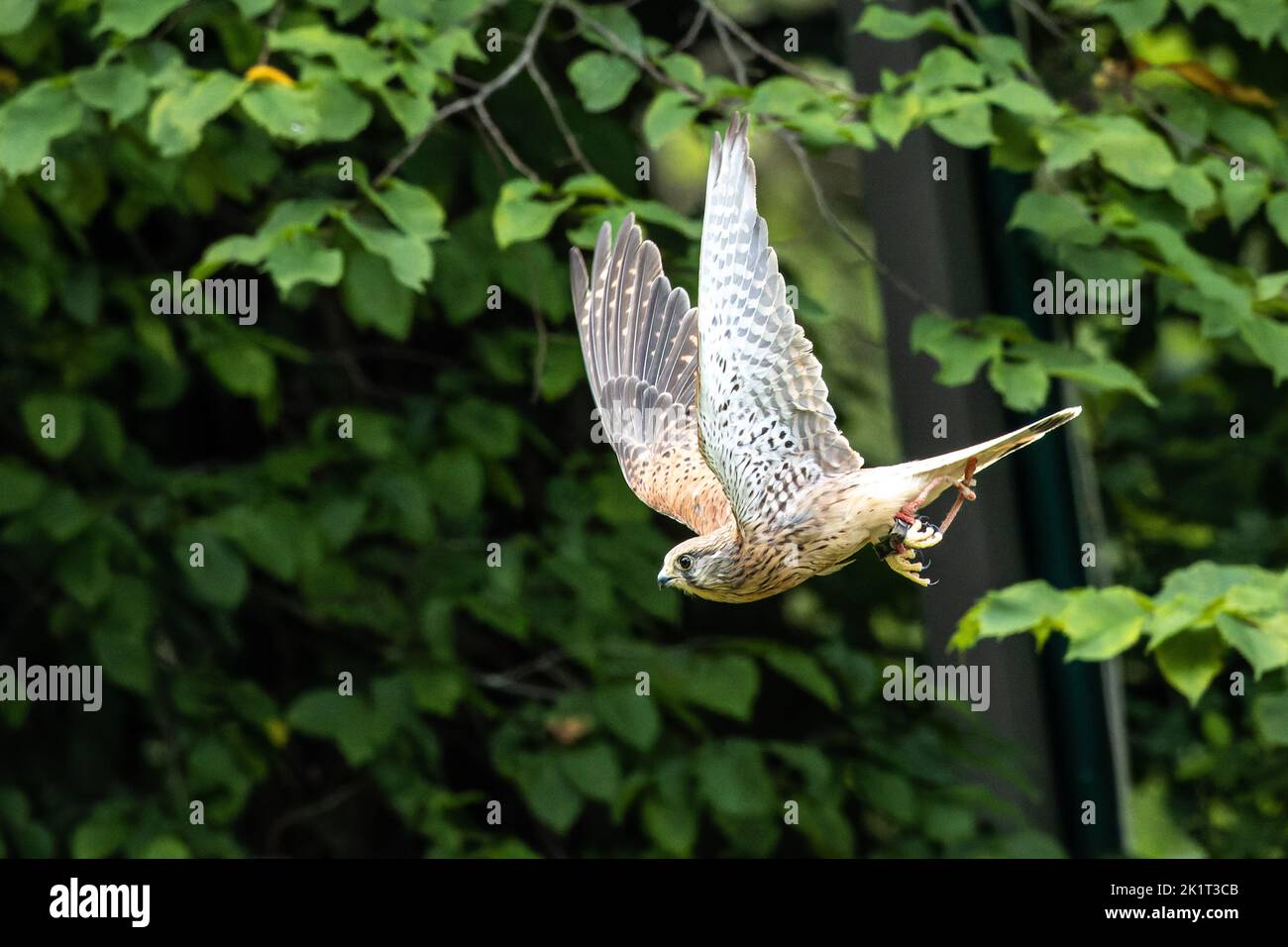 Common kestrel, Falco tinnunculus is a bird of prey species belonging ...