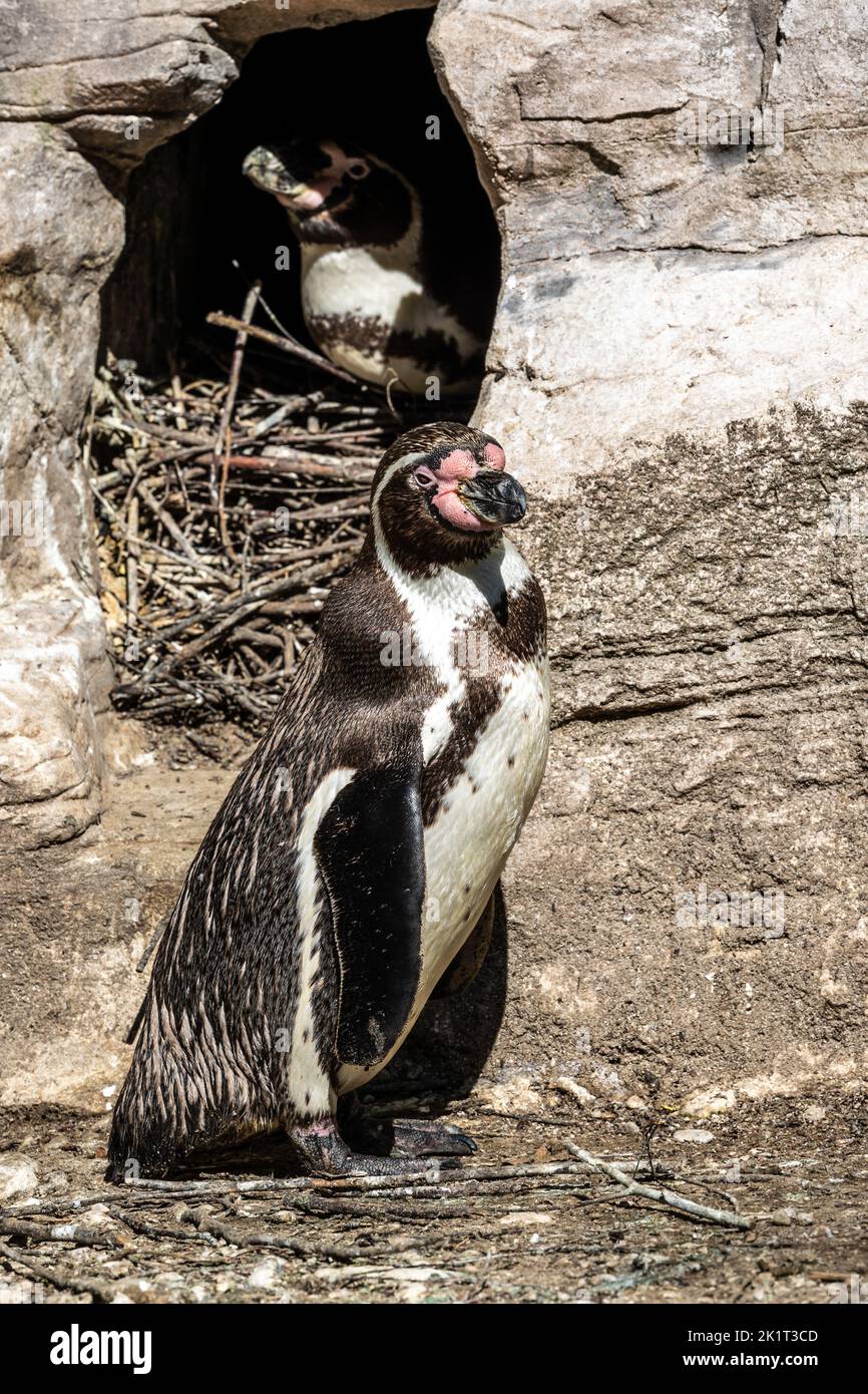 The Humboldt Penguin, Spheniscus humboldti also termed Peruvian penguin ...