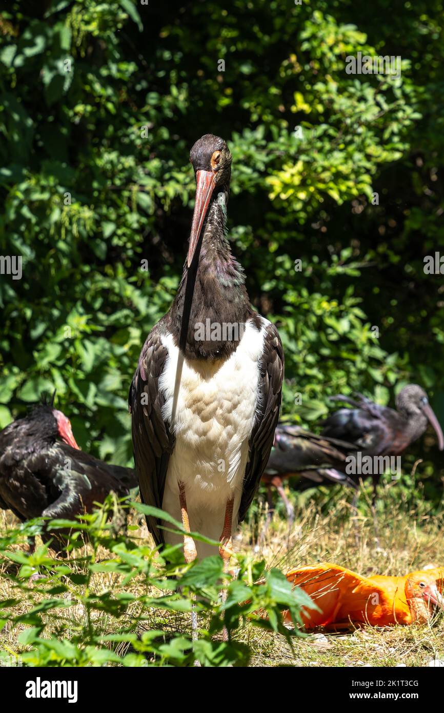 The Black stork, Ciconia nigra is a large bird in the stork family ...