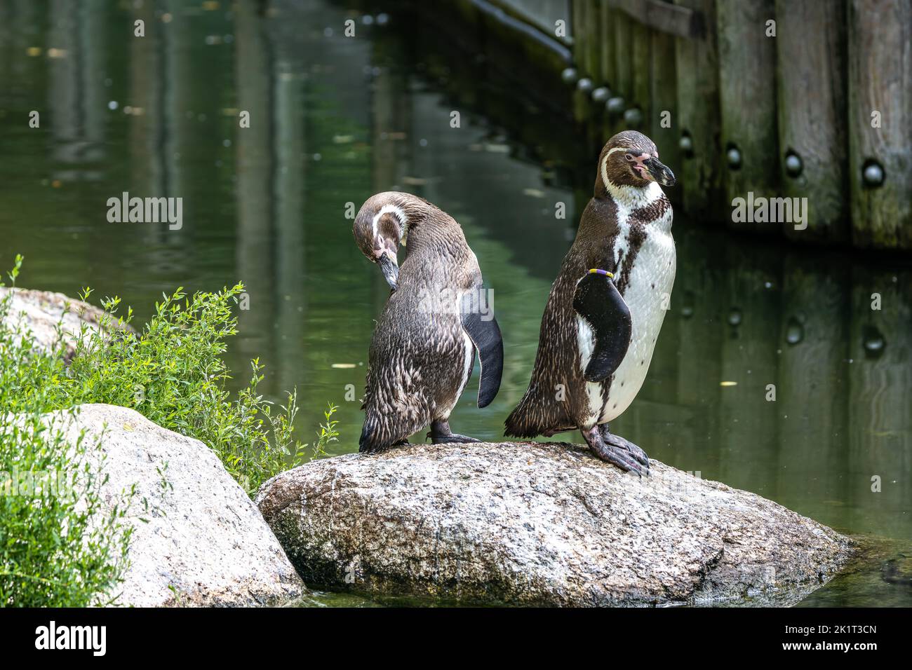 The Humboldt Penguin, Spheniscus humboldti also termed Peruvian penguin ...