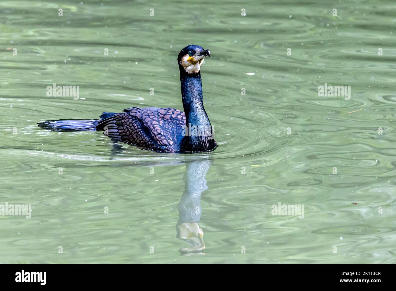 The great cormorant, Phalacrocorax carbo known as the great black ...