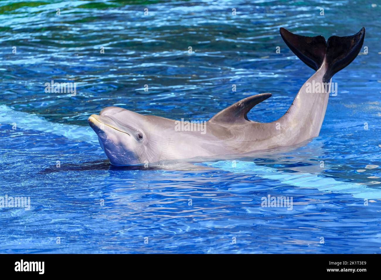 Sea cameras hi-res stock photography and images - Alamy