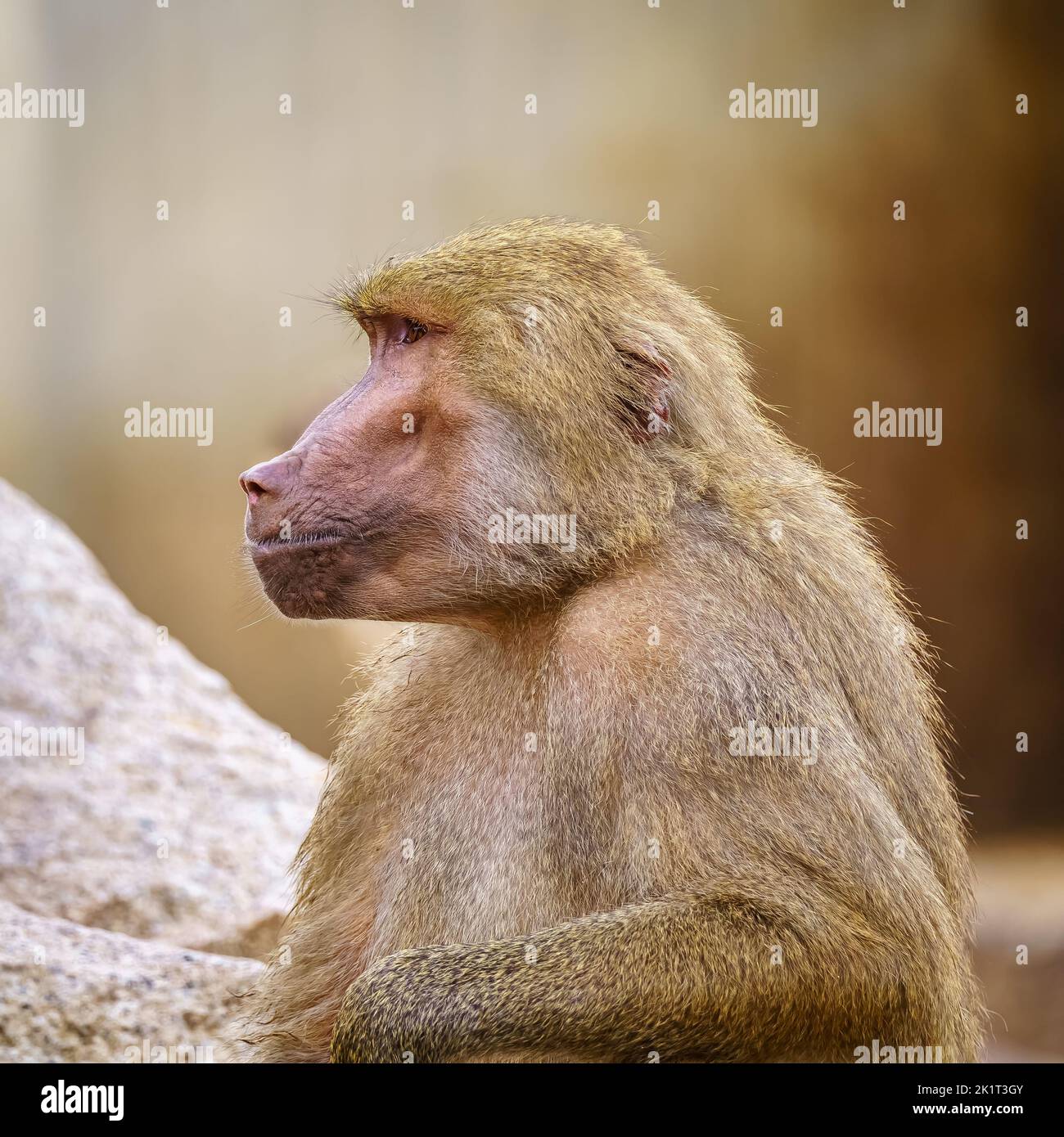 Monkey in profile baboon posing next to some rocks Stock Photo - Alamy