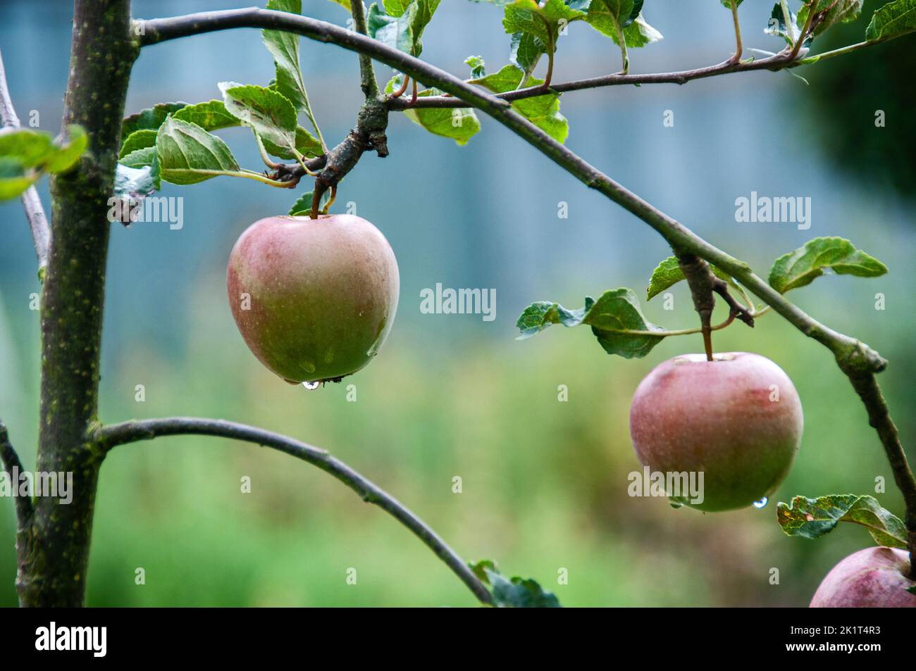 Around the UK - Pilgrim 400 Apple Variety -One of a selection of fruit ...