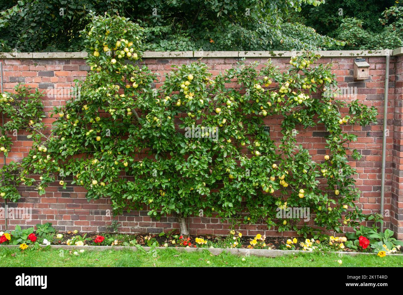 Around the UK - Golden Spire Apple Tree. One of a selection of fruit ...