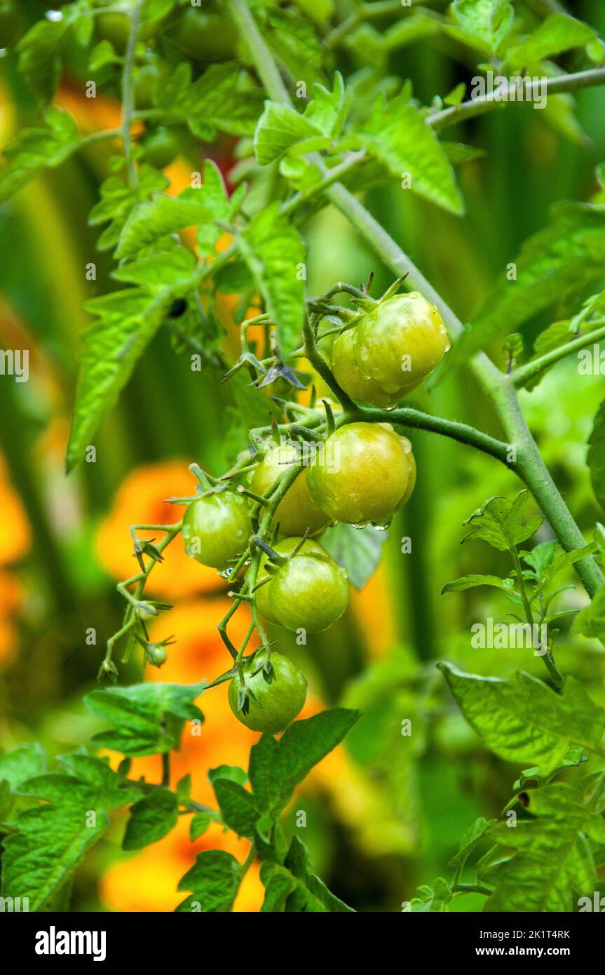 Around the UK - Bumble Bee Tomatoes. One of a selection of fruit ...