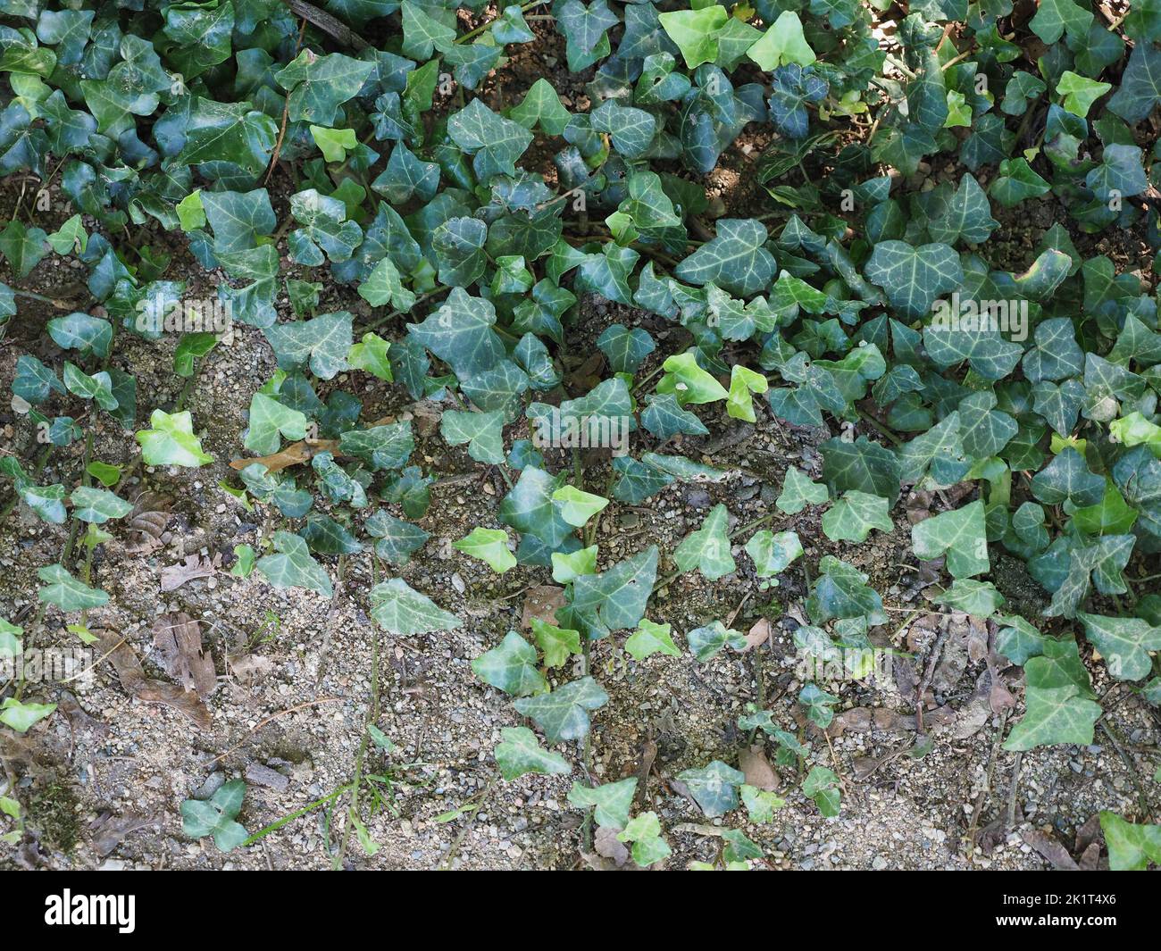 ivy scientific name Hedera plant useful as a background Stock Photo - Alamy