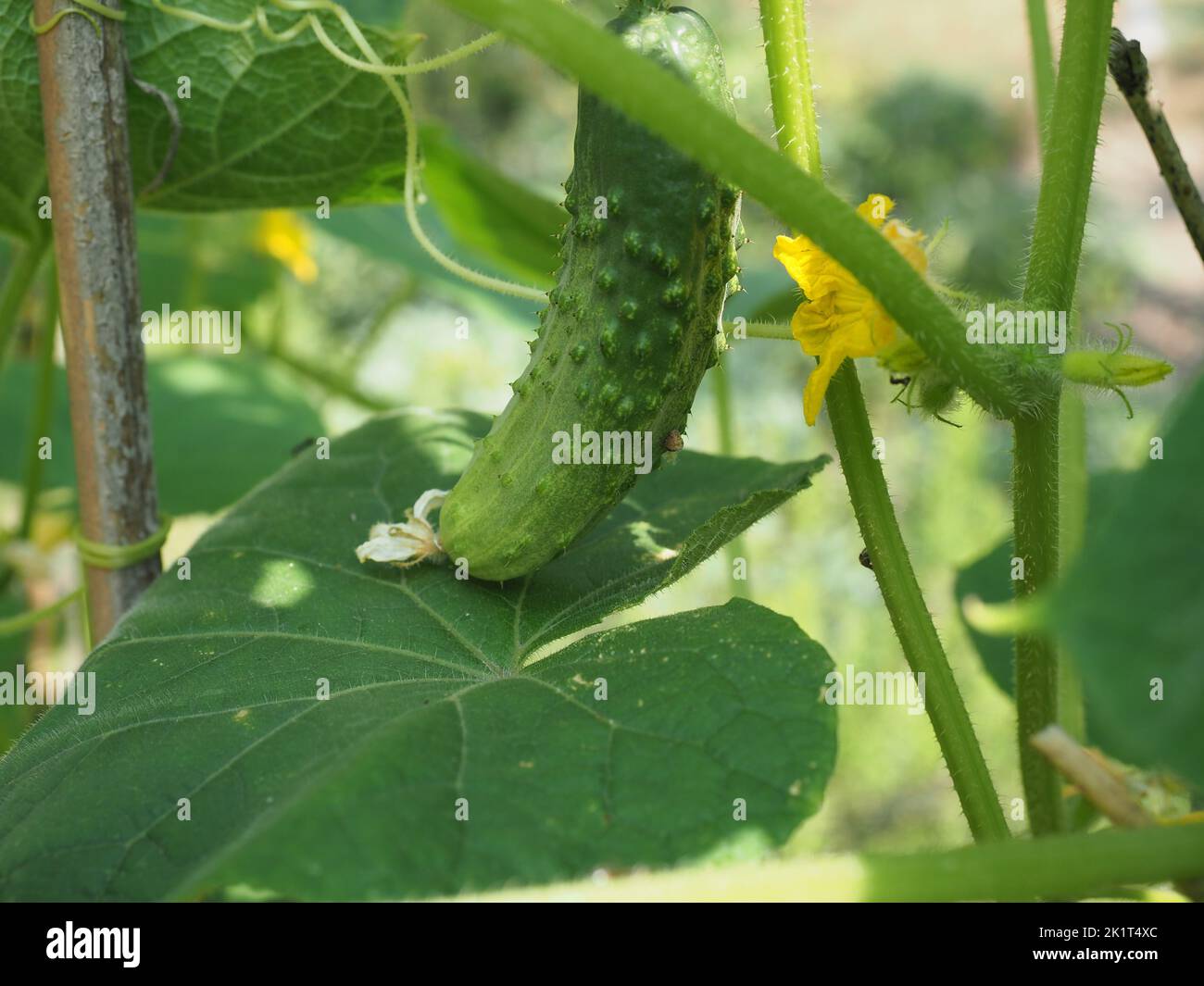 cucumbers scientific name Cucumis sativus vegetables vegetarian food ...