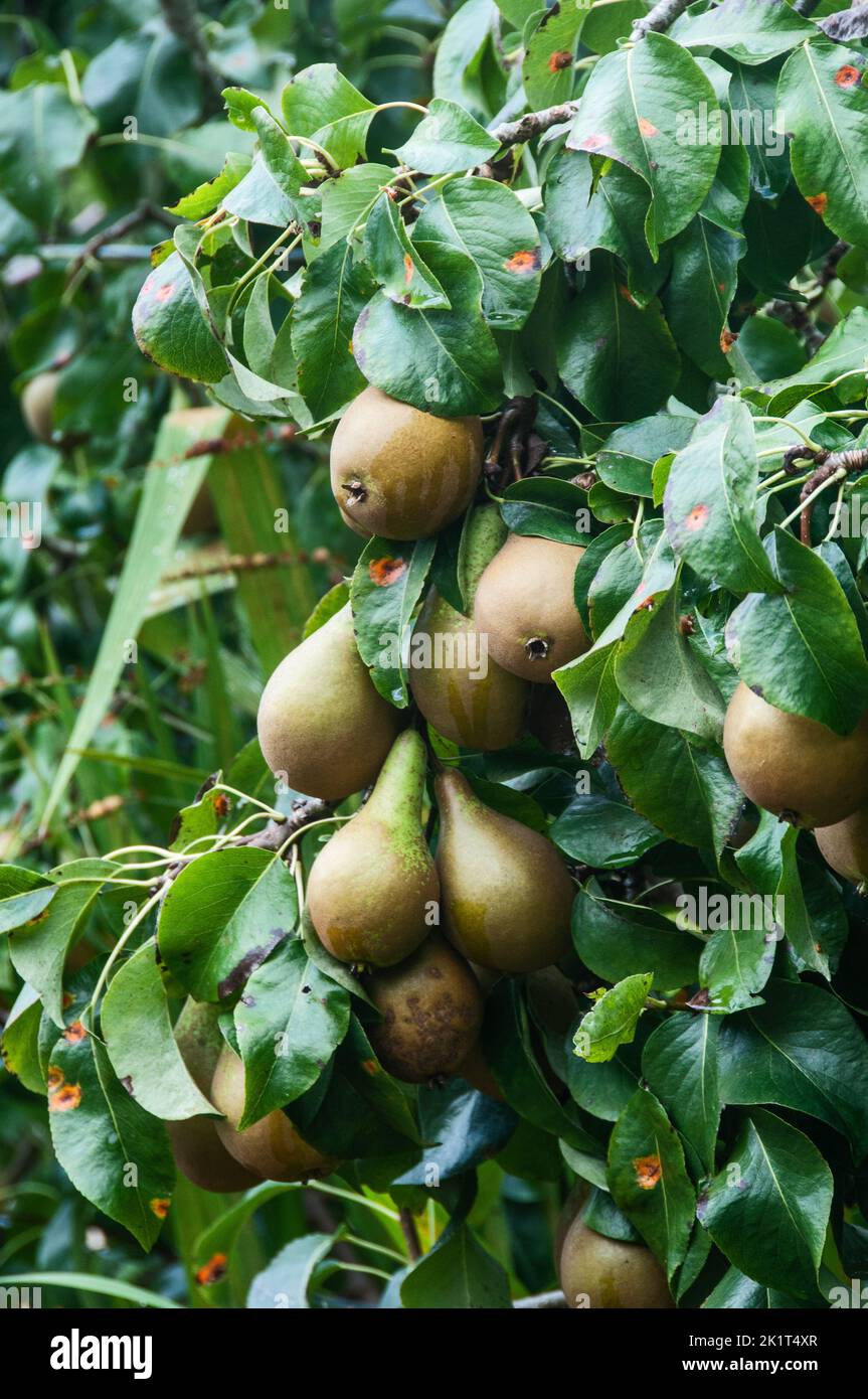 Around the UK - One of a selection of ears growing in the walled garden ...