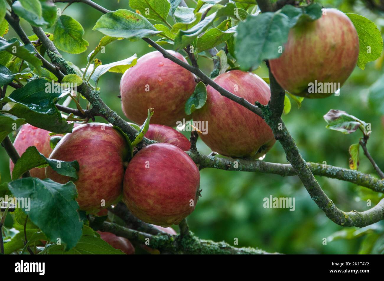 Around the UK - Hutton Russet Apple - One of a selection of fruit ...
