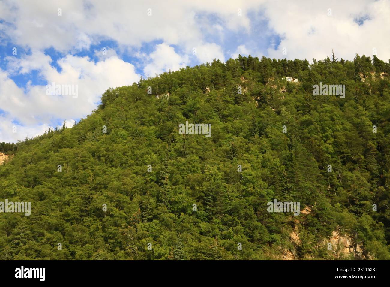 Hillside covered in full green trees Stock Photo - Alamy