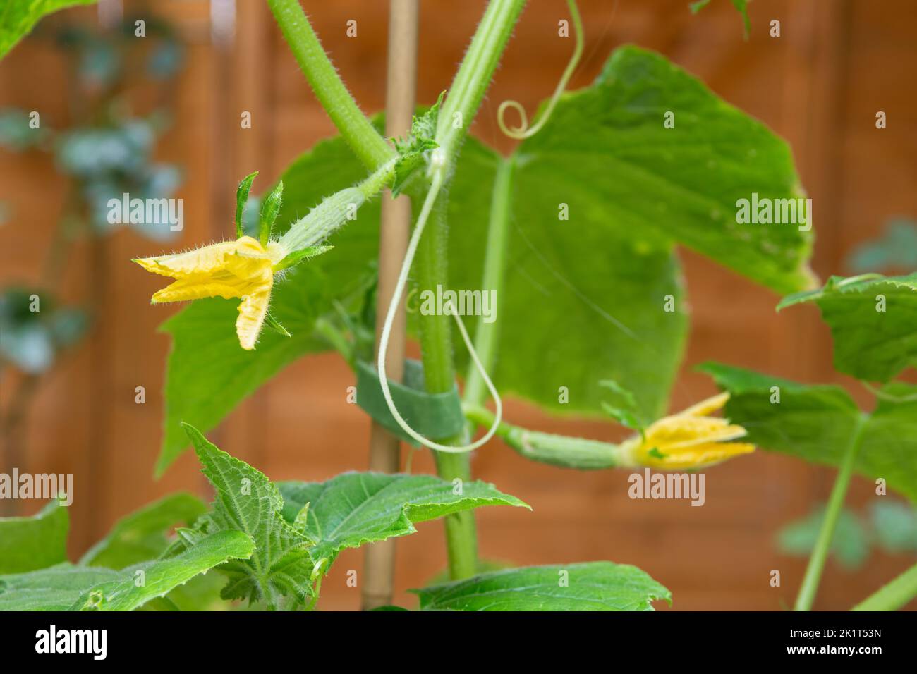 Close up of baby cucumber growing organically. Cucumber variety ...