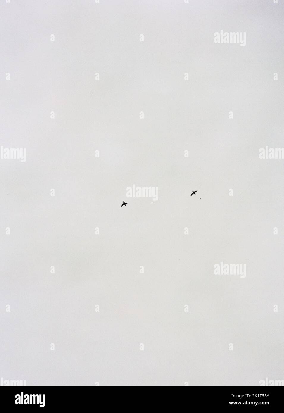 A vertical shot of two birds soaring high in the sky, freedom concept ...