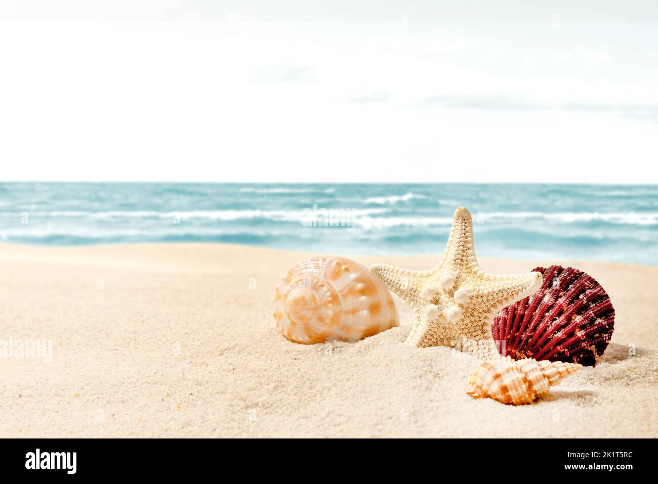 Landscape with shells on tropical beach, travel concept Stock Photo - Alamy