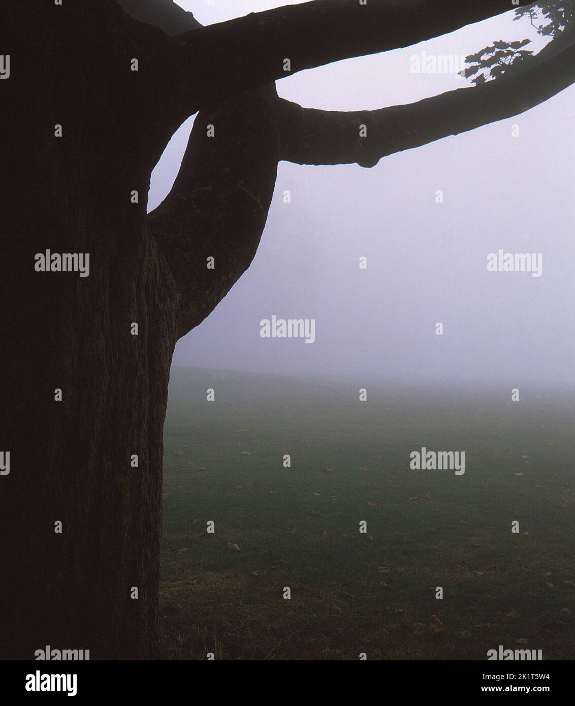 Oak tree trunk and boughs, Hampstead Heath, North London Stock Photo ...