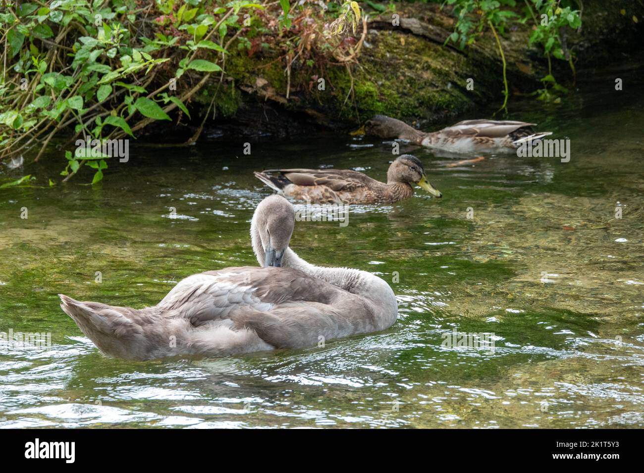 elegant cygnet in the river with ducks in the background Stock Photo ...