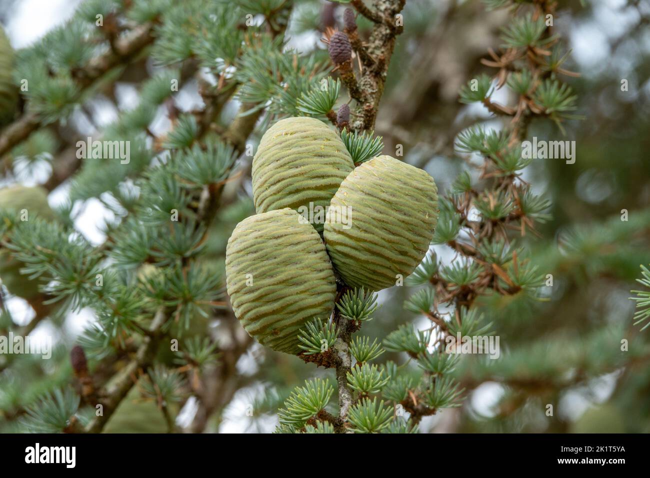Cone shaped structure hi-res stock photography and images - Alamy