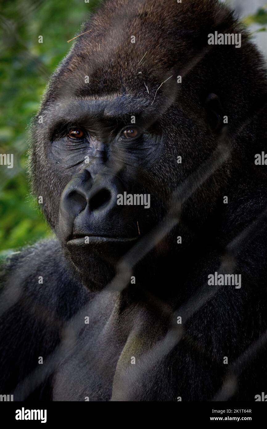 A close up of a gorilla Stock Photo - Alamy