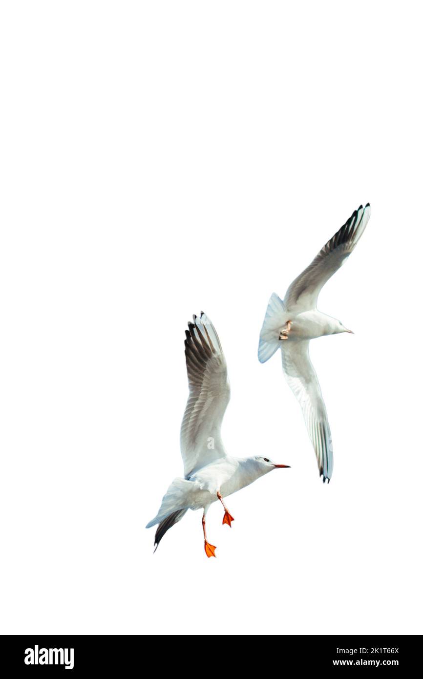 Isolated seagull on white background Stock Photo - Alamy