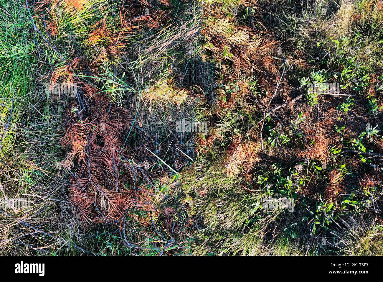 Ground texture - close-up of a fragment of a forest clearing with ...