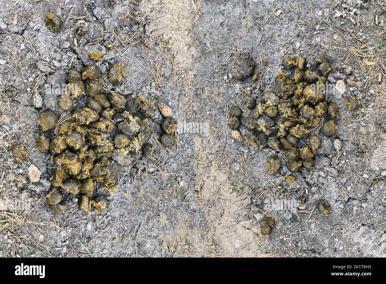 The texture of horse droppings - a close-up of a fragment of a forest ...