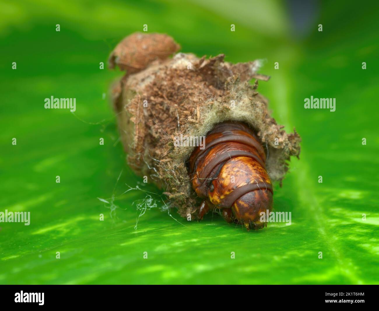 Bagworm moth caterpillar hi-res stock photography and images - Alamy