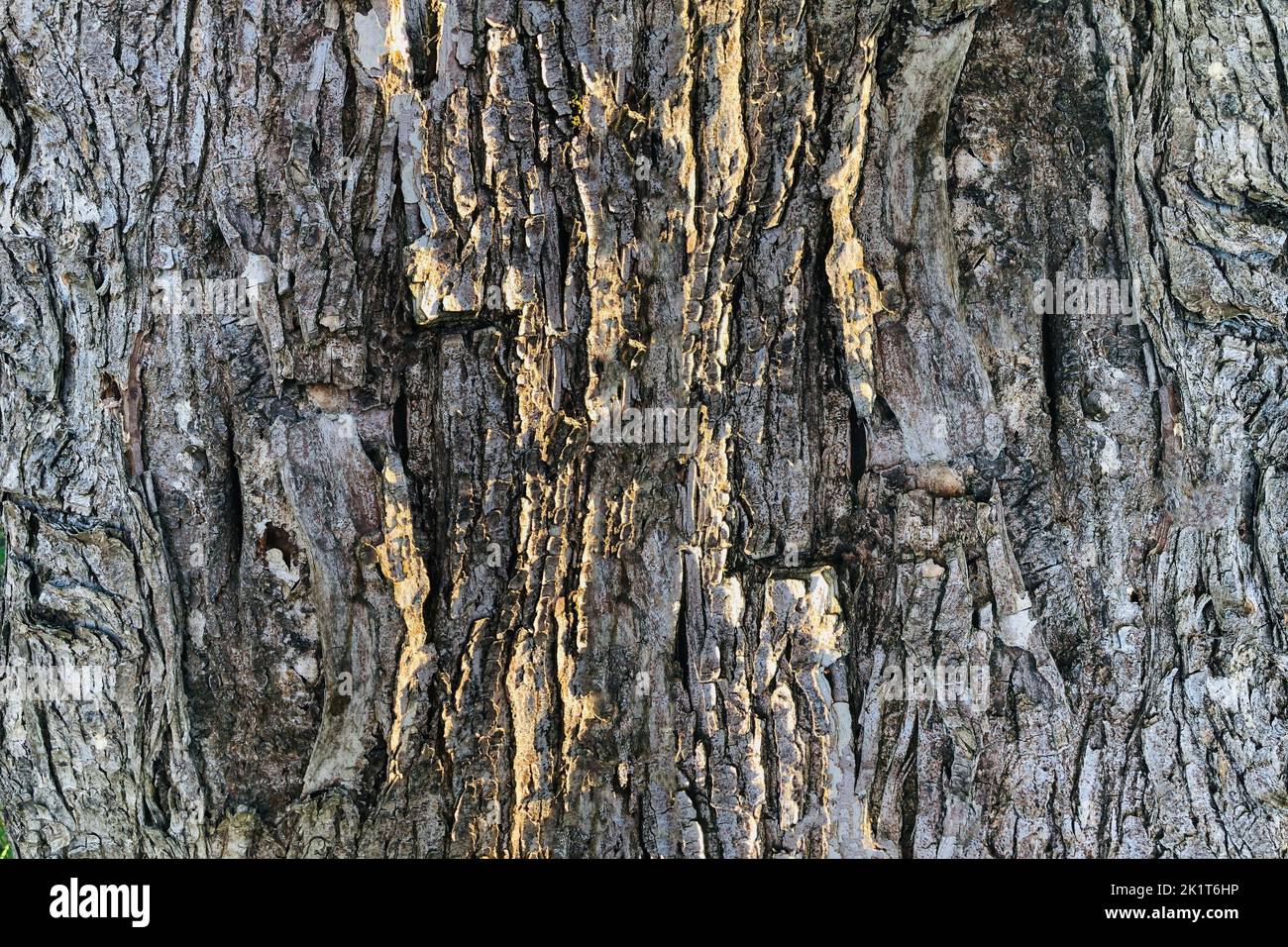 Wood texture - top view and close-up of the bark of a tree with large ...