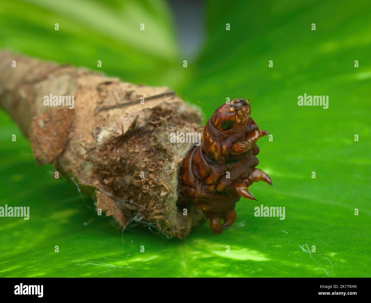 Bagworm larvae hi-res stock photography and images - Alamy
