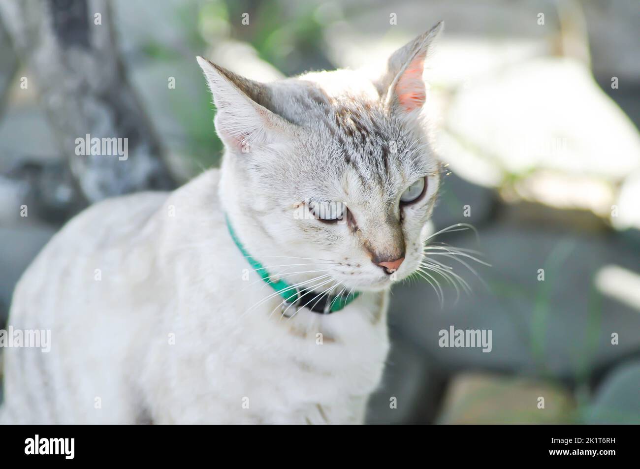 cat or grey cat, Felis catus or Felis catus domestica at home Stock ...