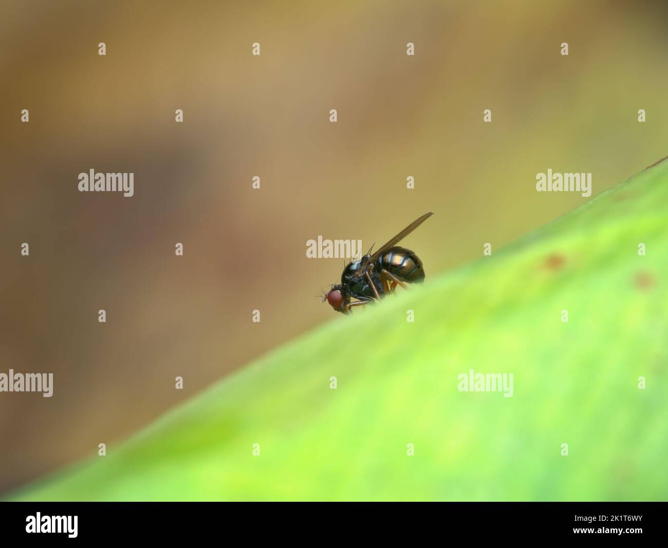 Cute little fly on the green leaf Stock Photo - Alamy