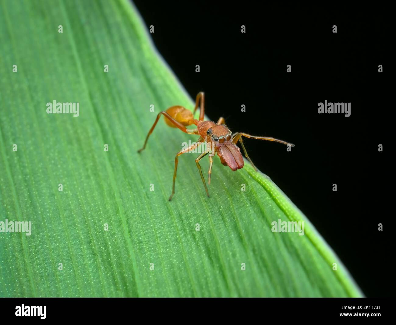 Red ant mimic spider hi-res stock photography and images - Alamy
