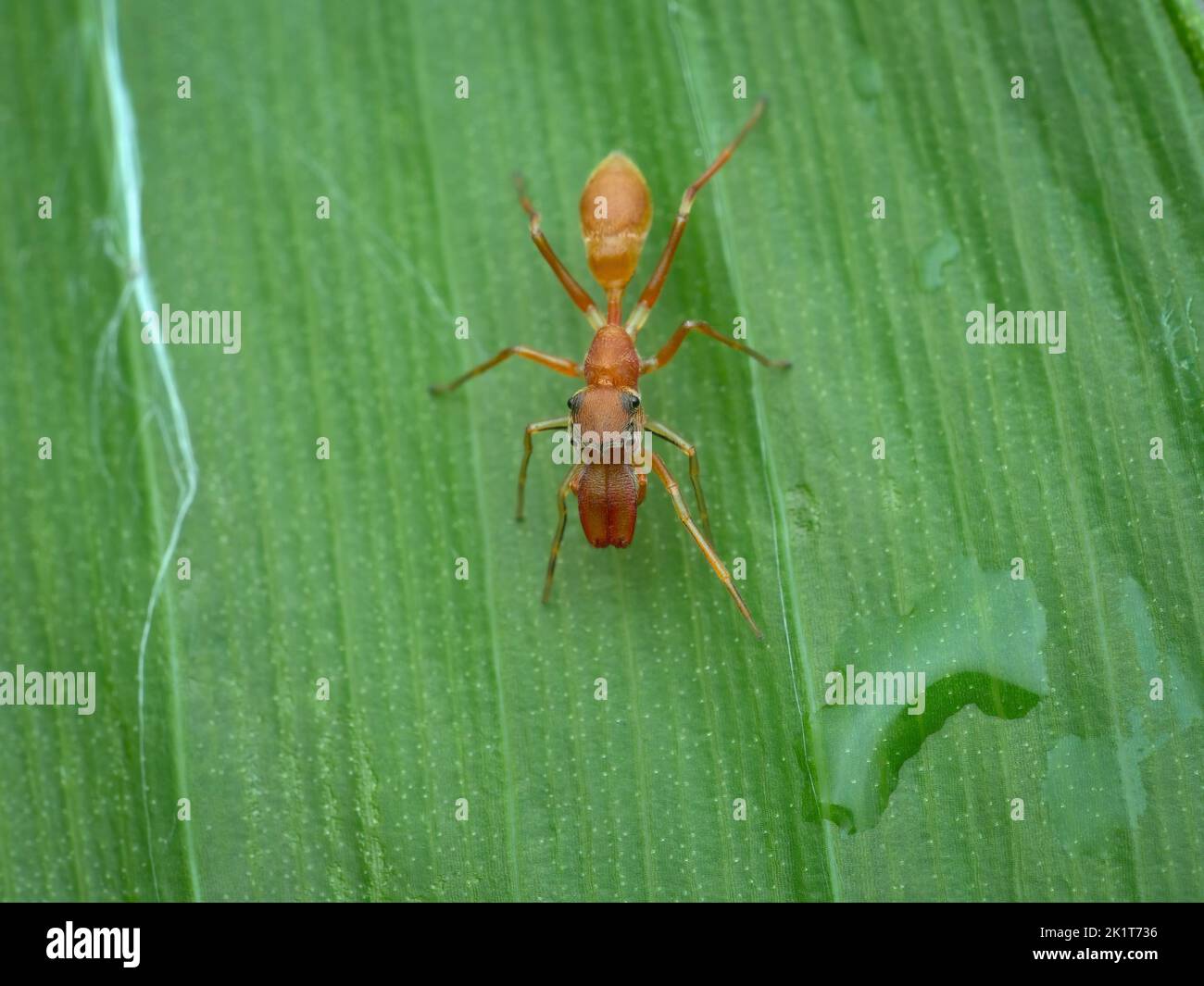 Red ant mimic spider hi-res stock photography and images - Alamy