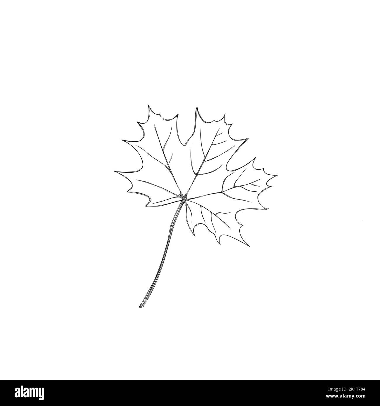 autumn maple leaf freehand illustration close-up isolated Stock Photo ...