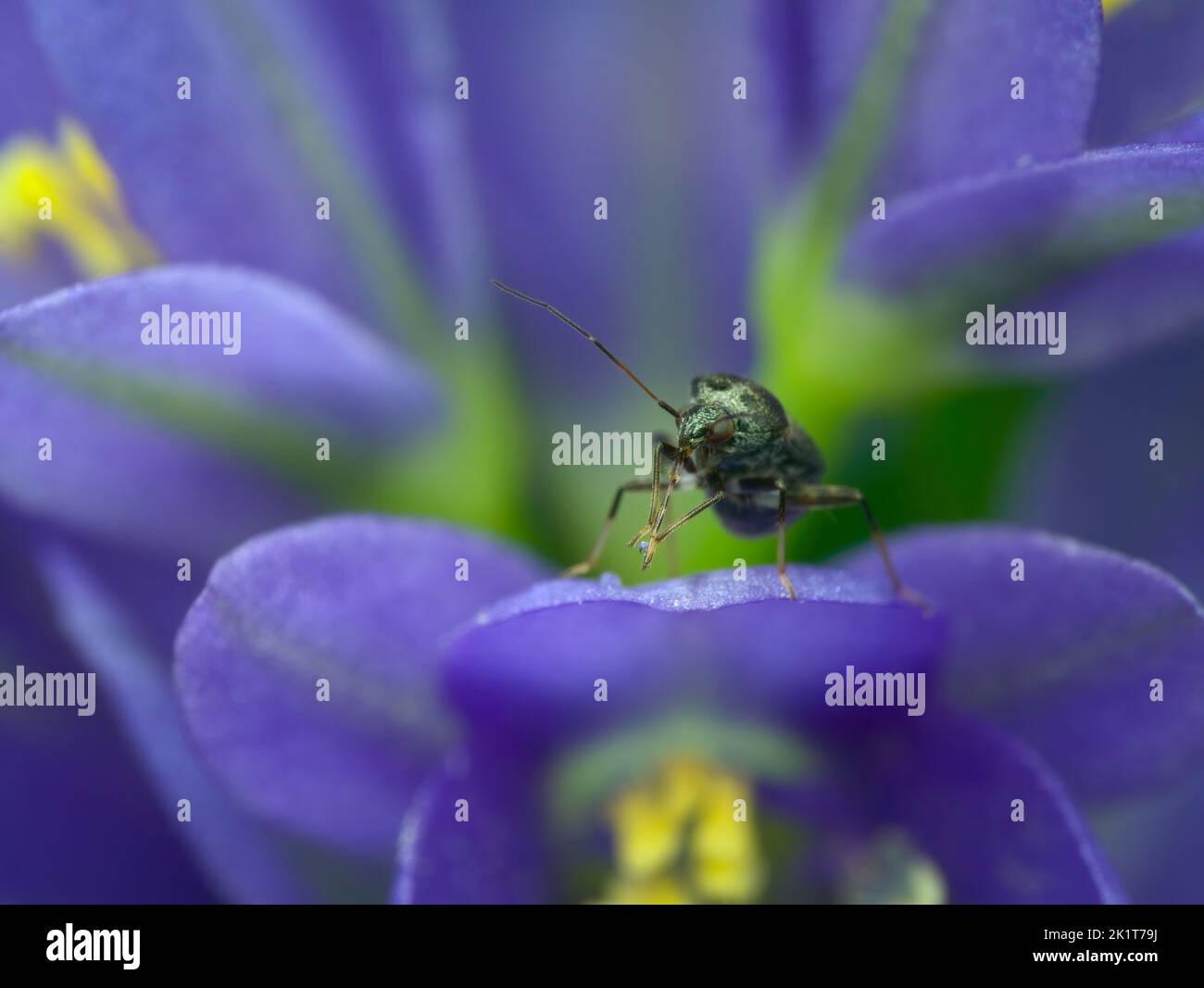Small black bugs hi-res stock photography and images - Alamy