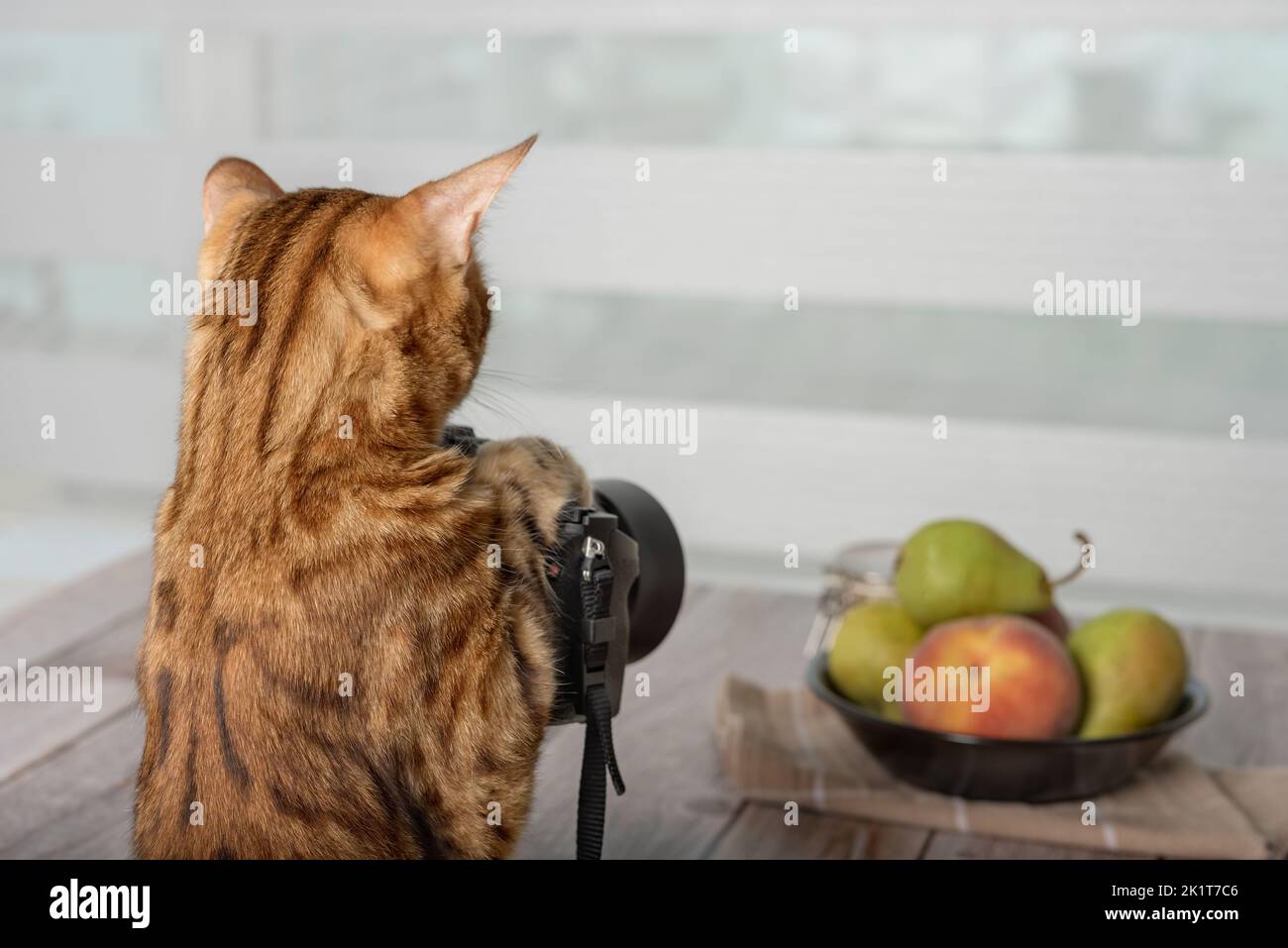Domestic cat - food photographer photographs food on a SLR camera Stock ...