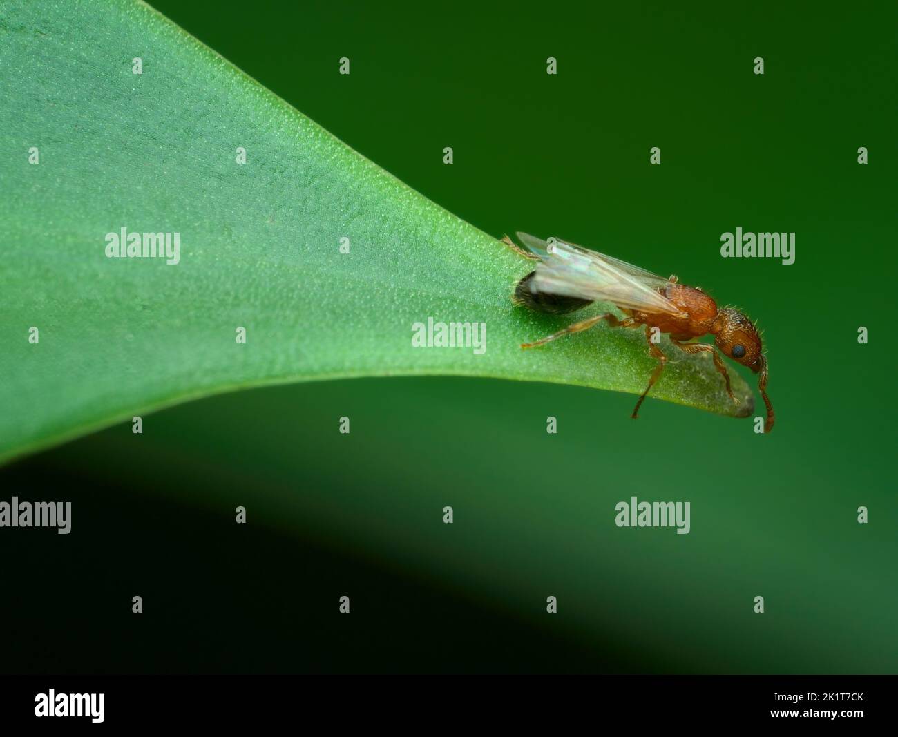 Antqueen hi-res stock photography and images - Alamy