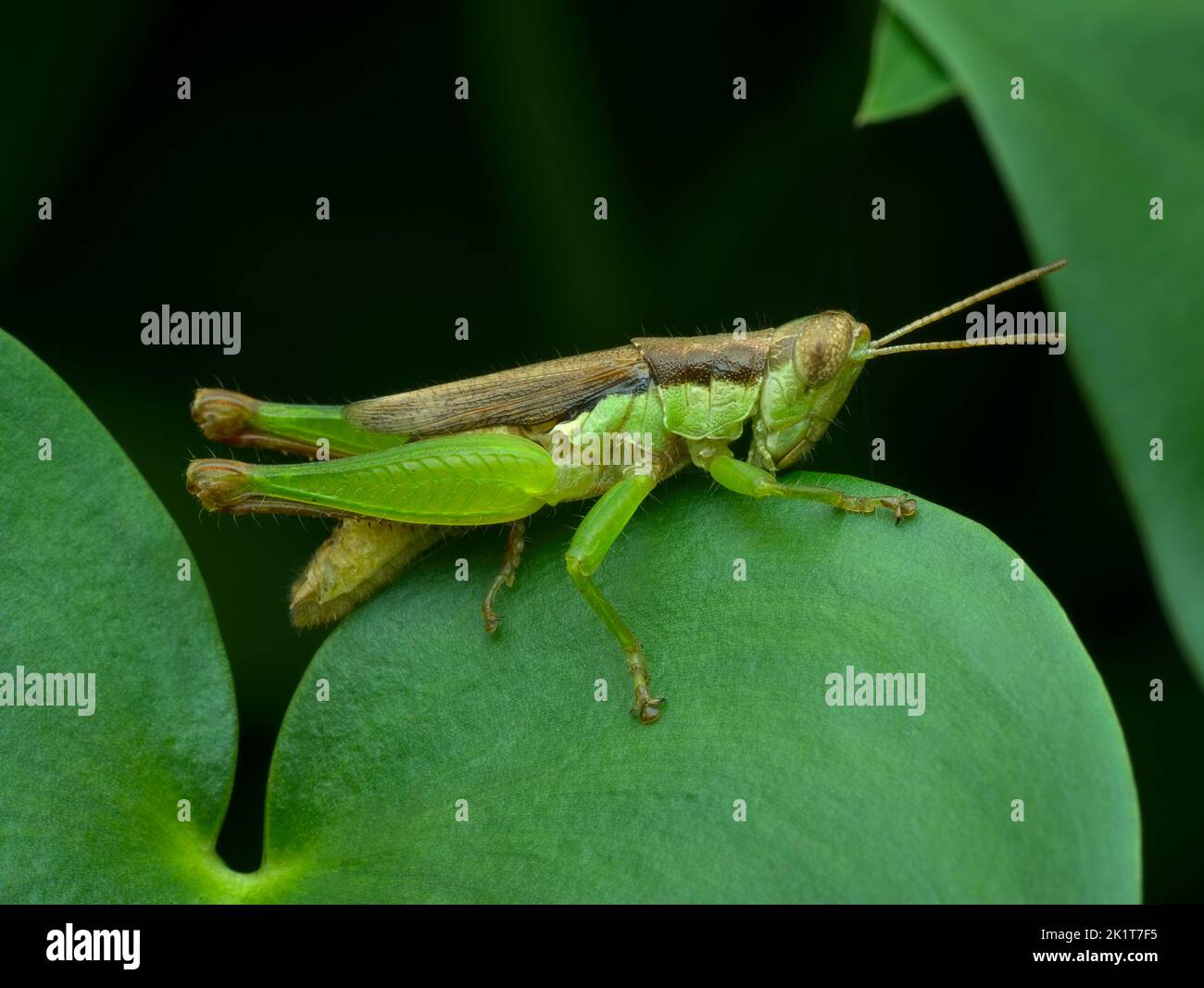 Rice pest leaf hi-res stock photography and images - Alamy