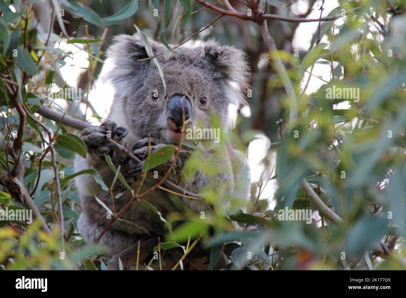Koala in australien hi-res stock photography and images - Alamy