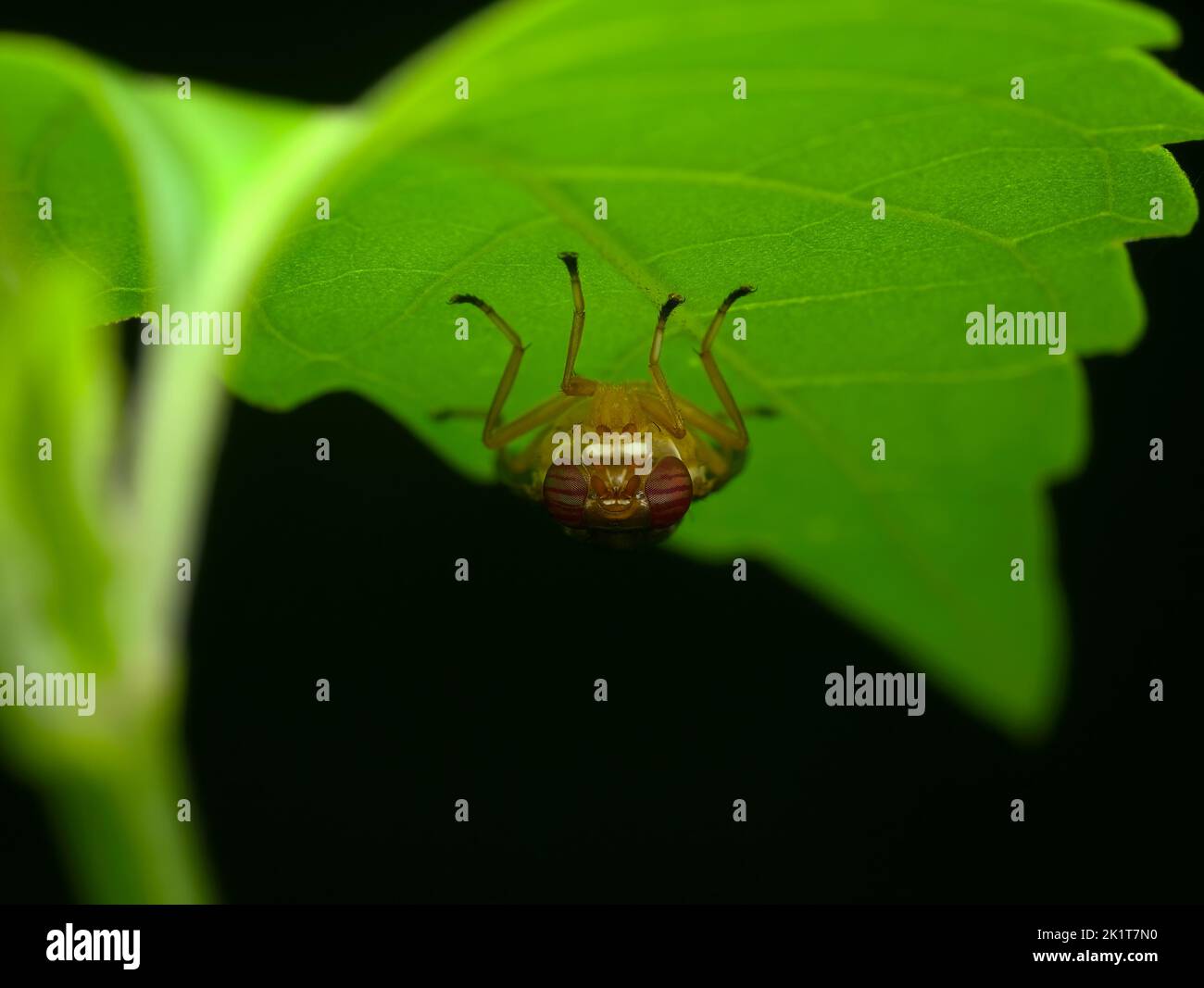 Signal wings hi-res stock photography and images - Alamy