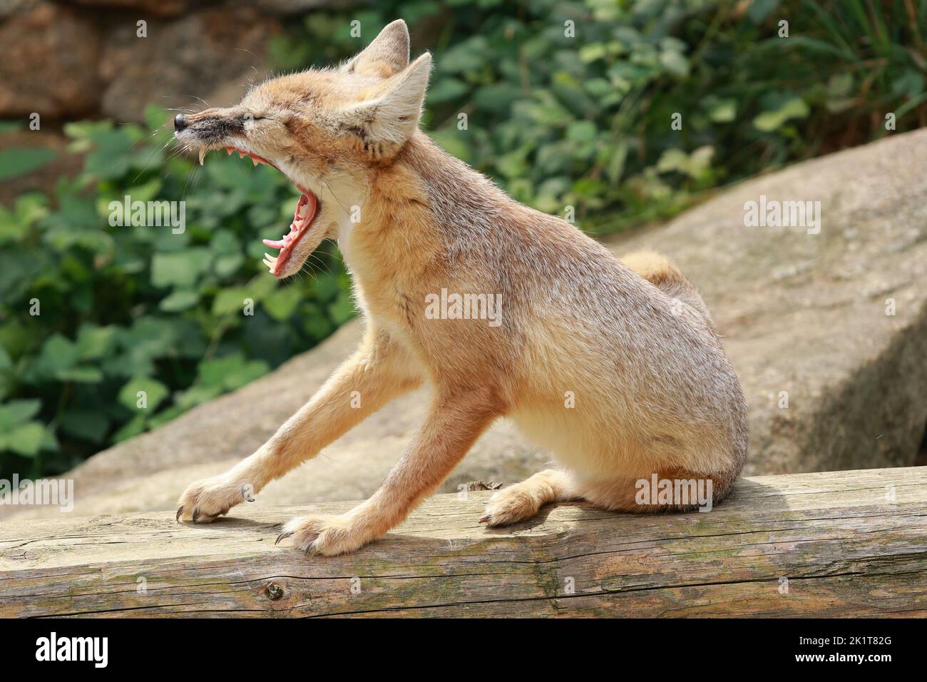 Fox on log hi-res stock photography and images - Alamy
