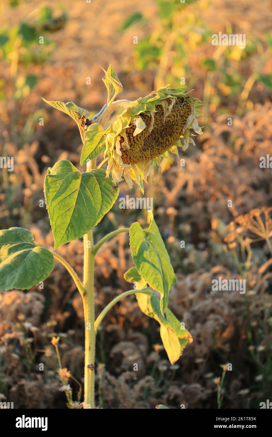 a single small sunflower lets the blossom hang in the evening sun Stock ...