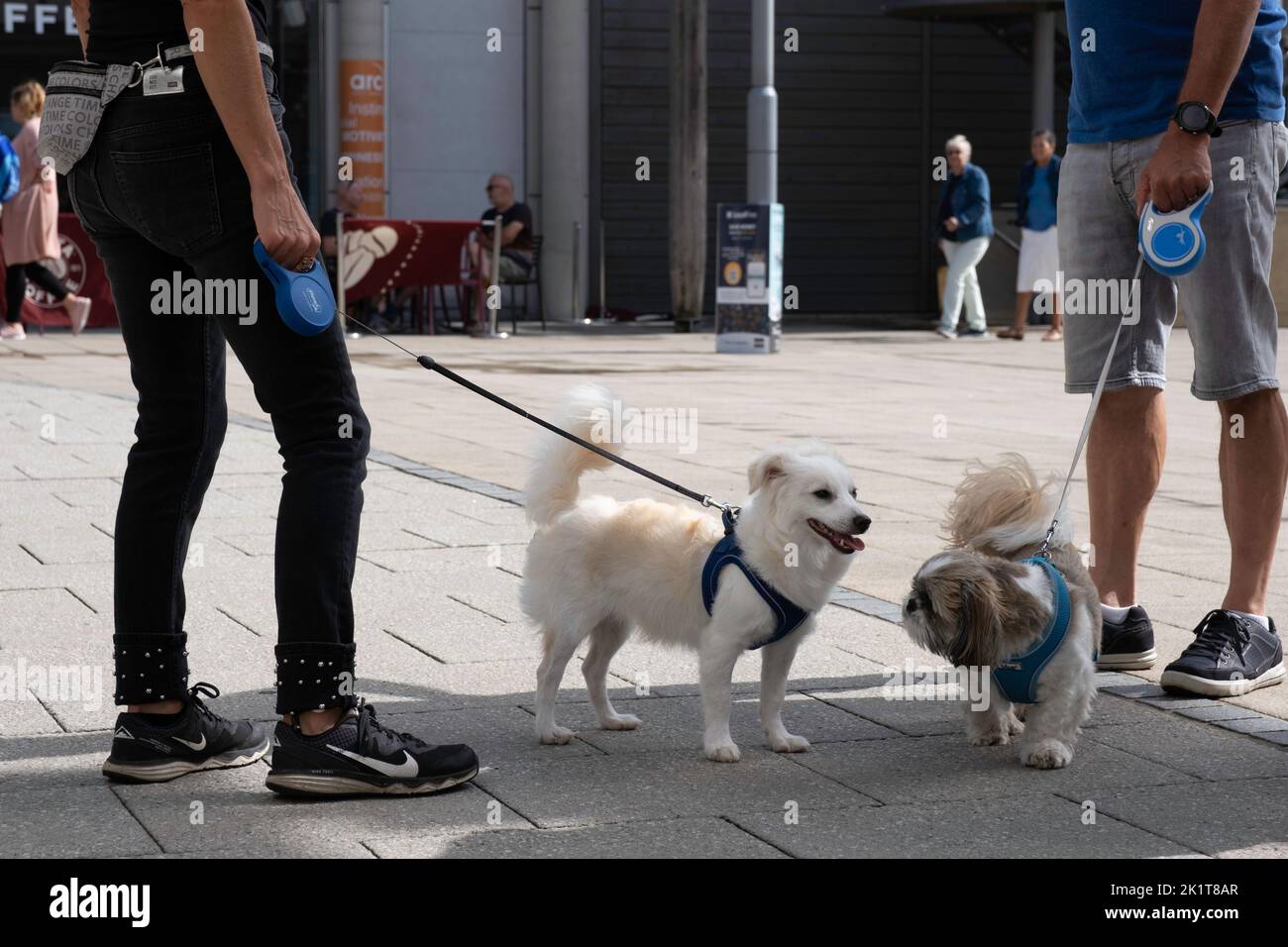 Two dog owners, each with a dog on a leash, talk to each other in the ...