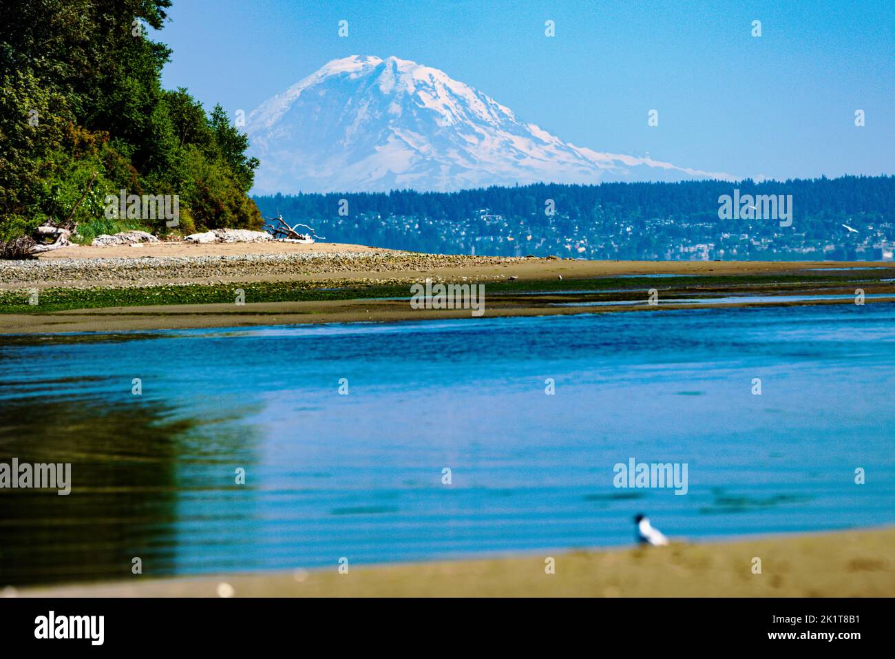 Summer view of snow capped Mt. Ranier; 14,410'; active volcano; viewed ...