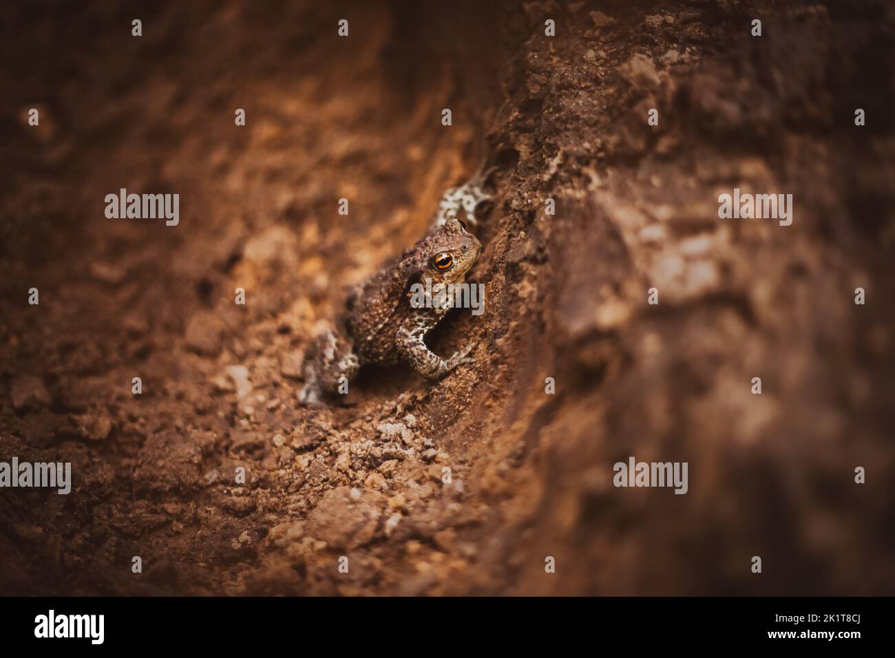 A cute little spotted brown toad with orange eyes is sitting on the ...