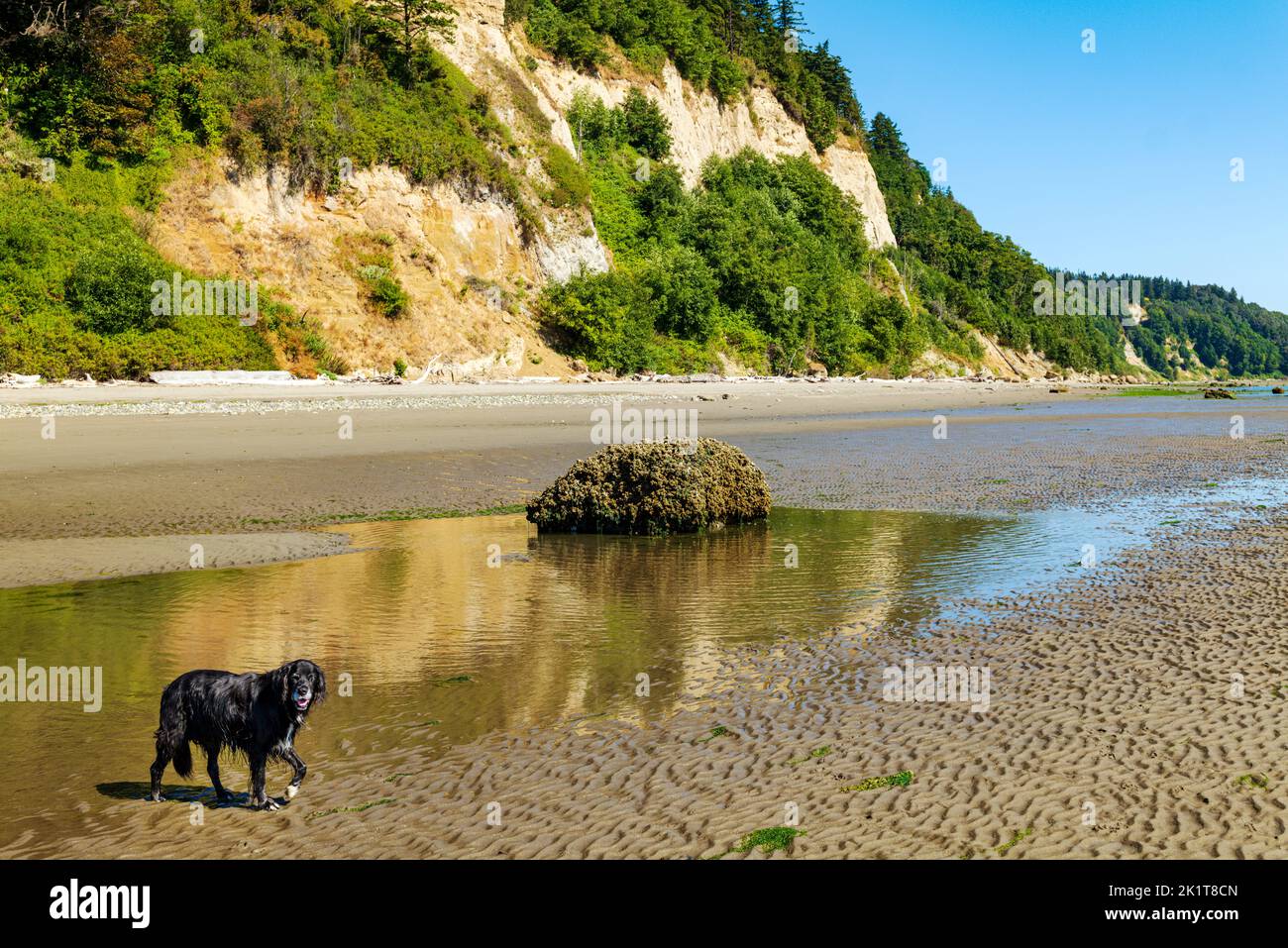 Lucy; 14 1/2 year old Golden Retriever - Border Collie mix; beach ...