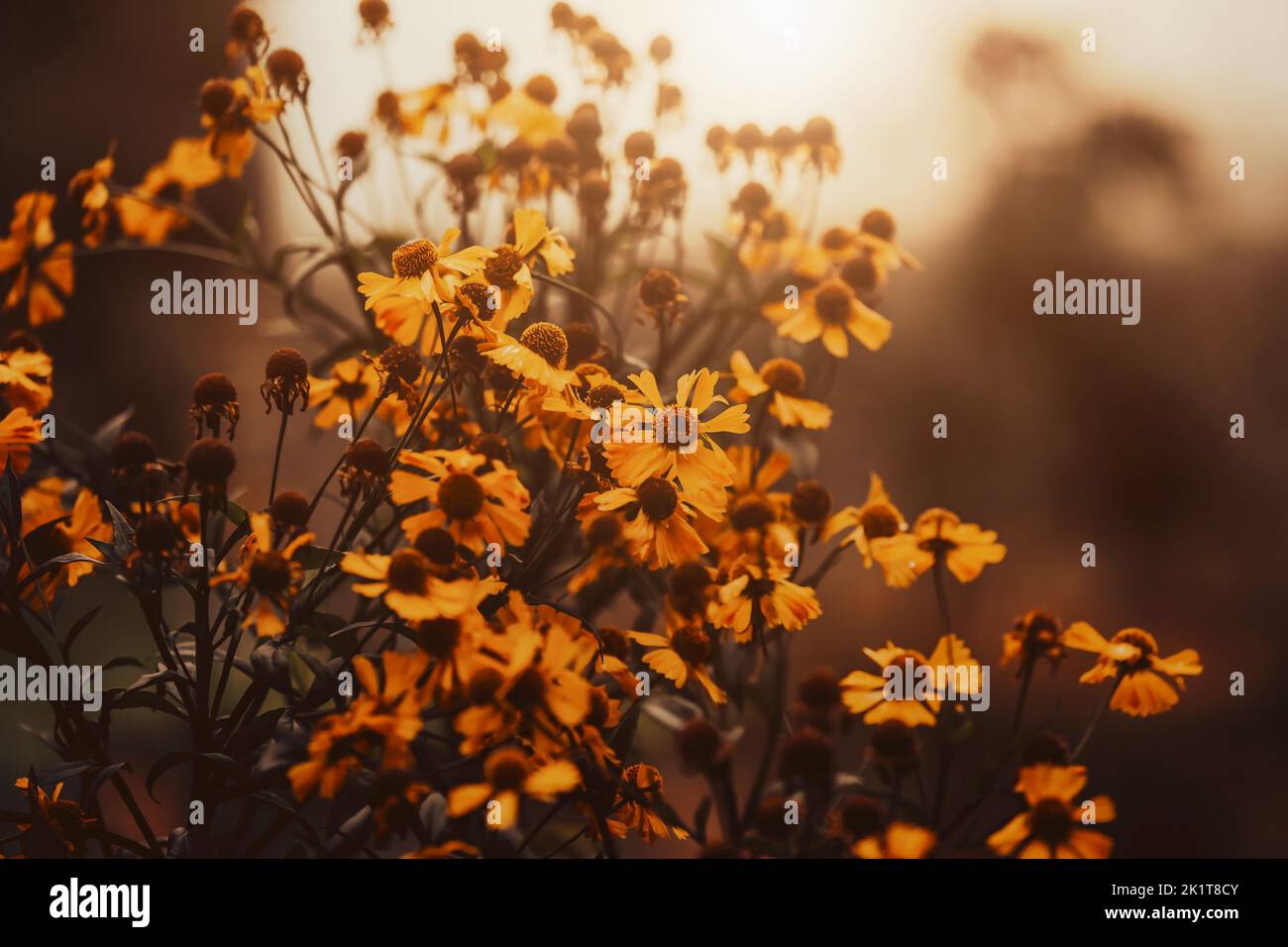 The beautiful yellow flowers of helenium fade, illuminated by sunlight ...